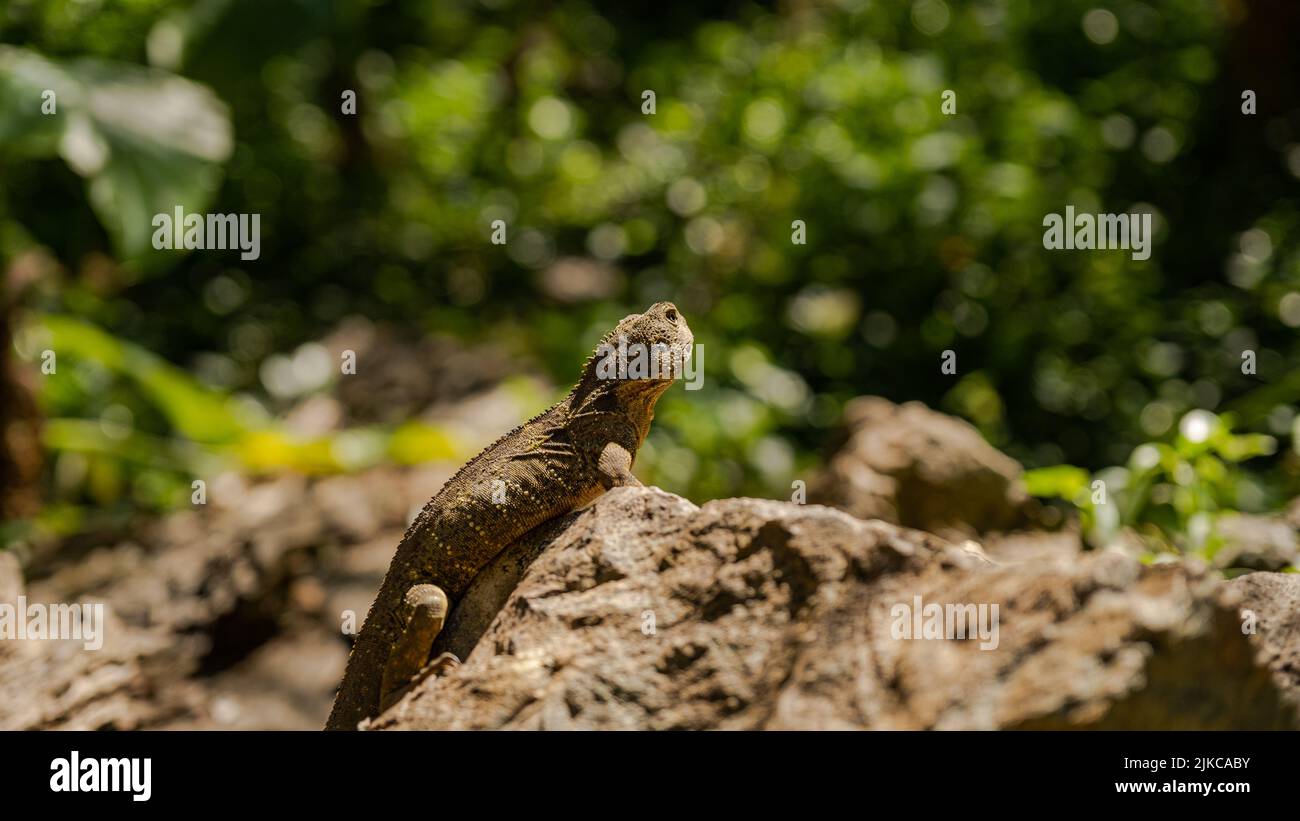 A closeup shot of a small lizard crawling on rocks in a forest on a ...