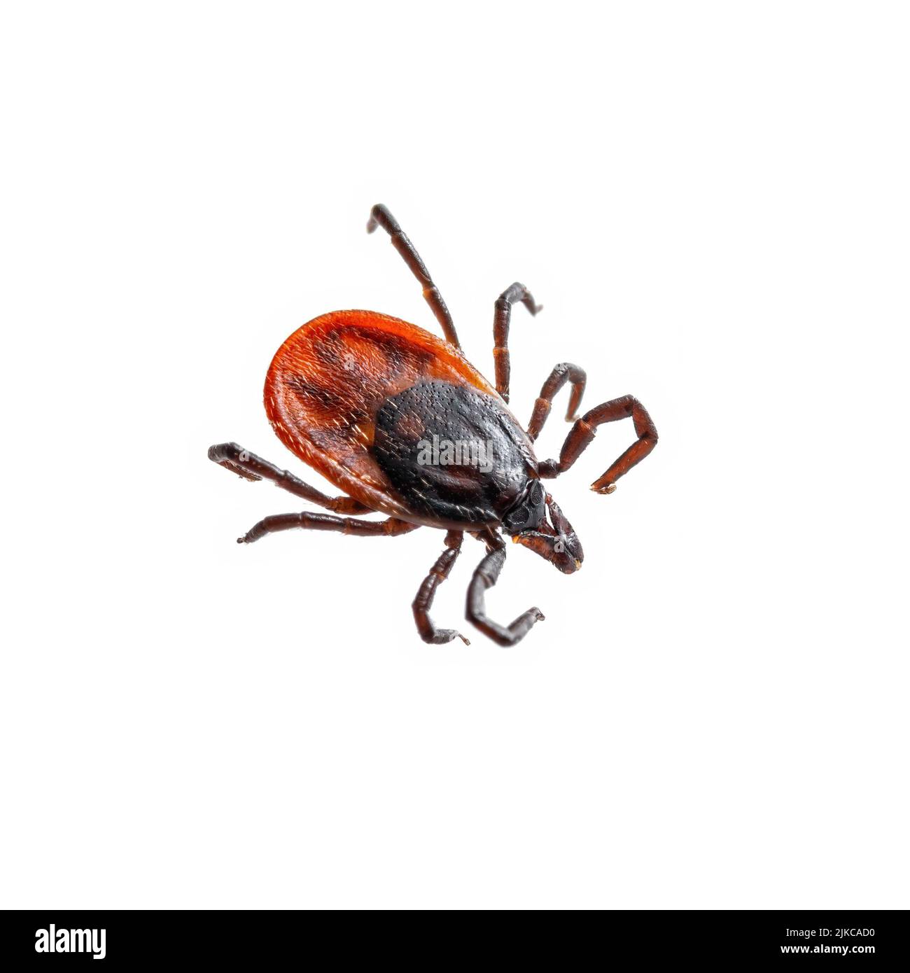 Infectious Encephalitis Ixodes Scapularis or Persulcatus Deer Tick ...
