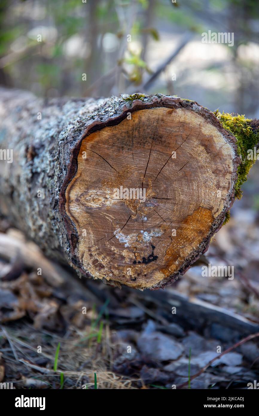 A vertical shot of a circular cross-section of a tree trunk with a tree ...