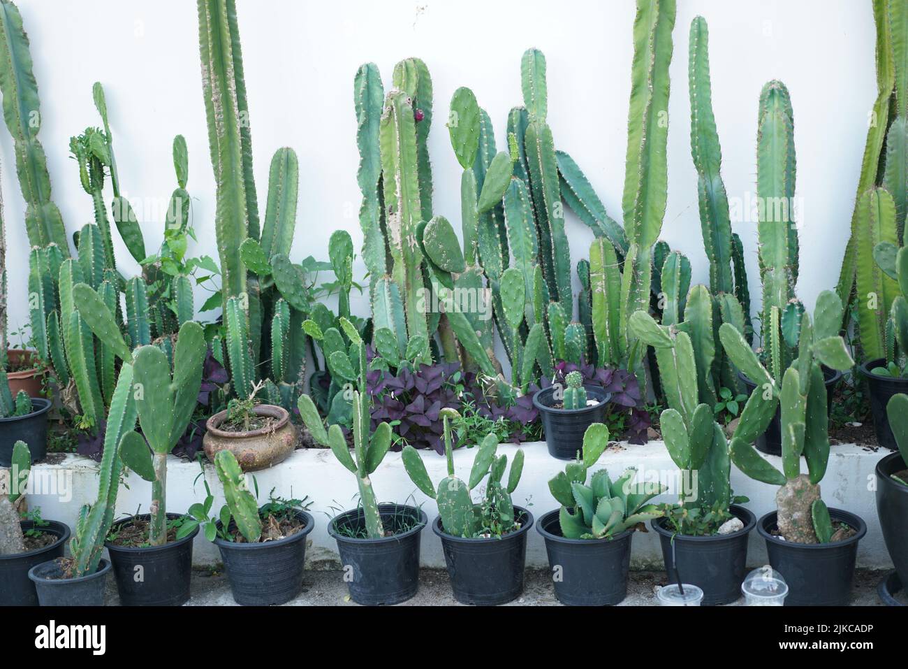 Different types of potted cactuses Stock Photo - Alamy