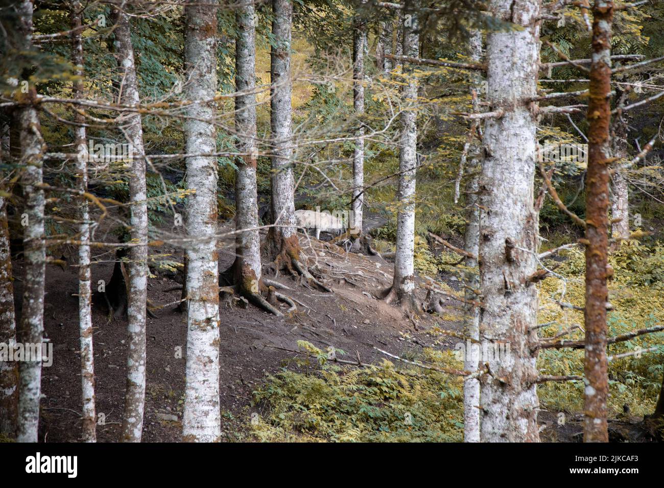 A scenic view of an Arctic wolf walking in green shrubs in a pine ...