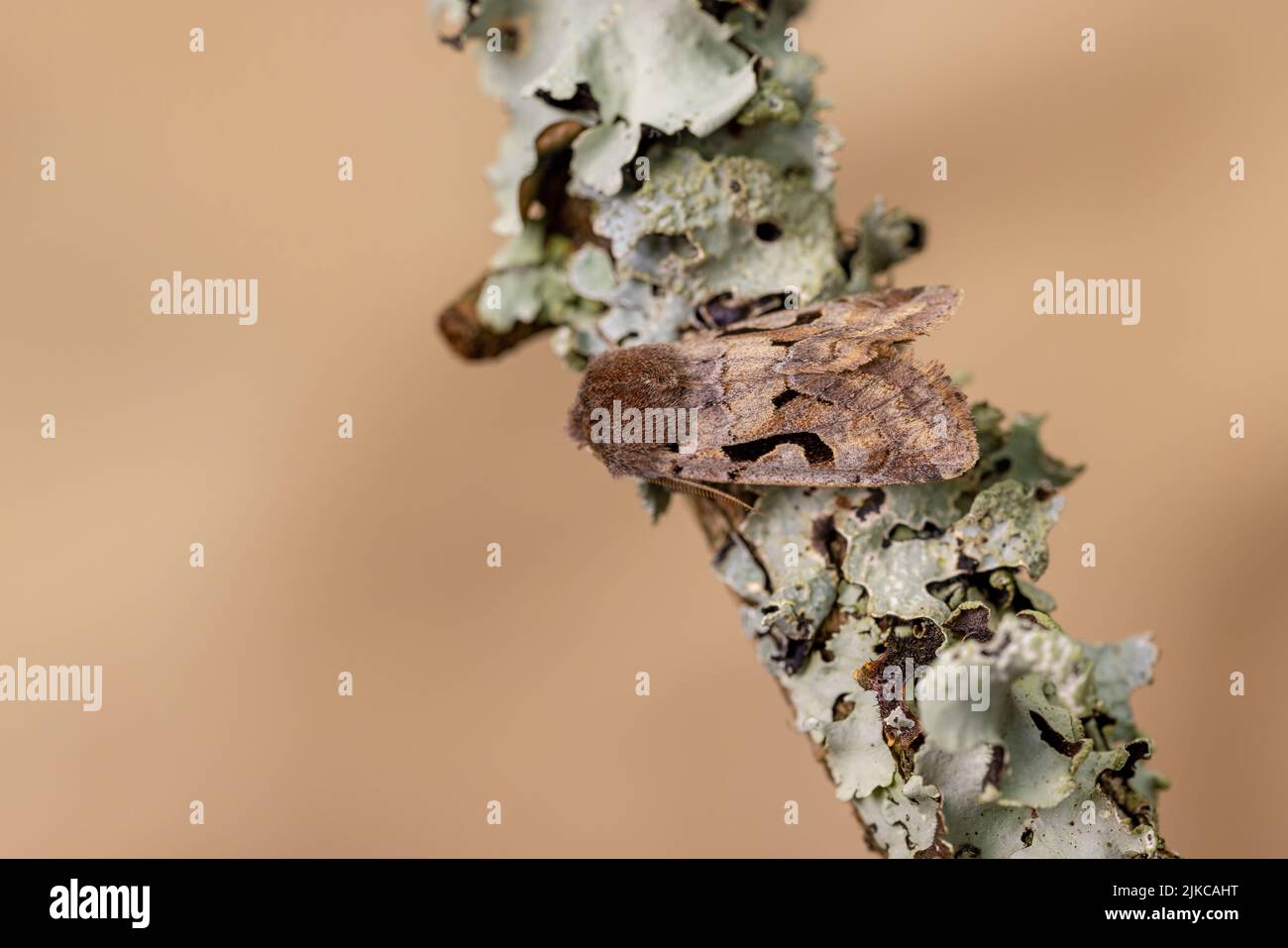 Hebrew people hi-res stock photography and images - Alamy