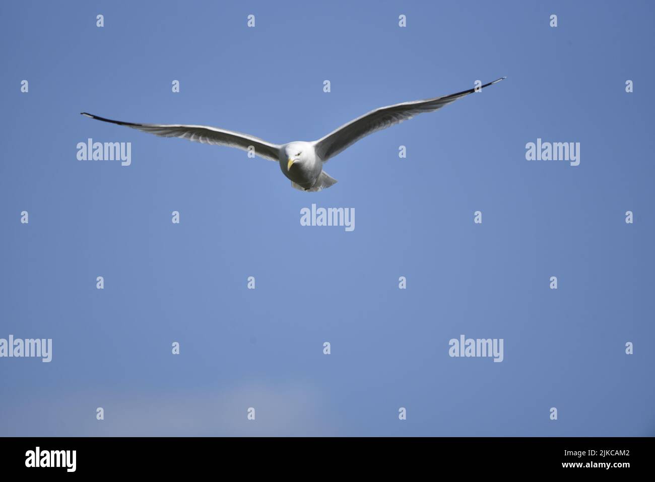 Head facing bottom of image hi-res stock photography and images - Alamy