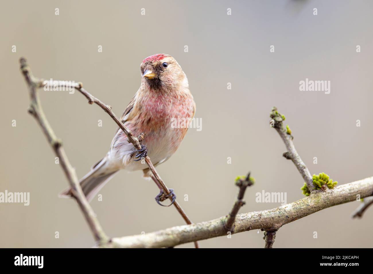 Lesser redpole hi-res stock photography and images - Alamy
