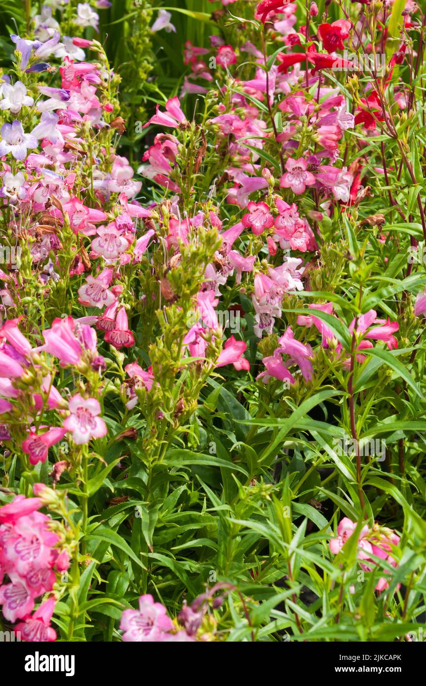 Pink Penstemon Hybrid Cha Cha Pink Perennial Garden Plant Plants Flower ...