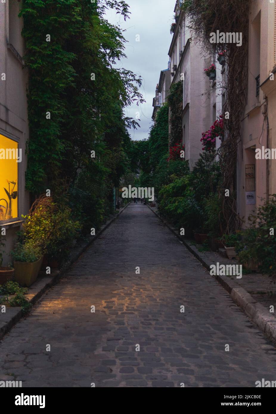 A vertical of a paved street between buildings covered with green ...