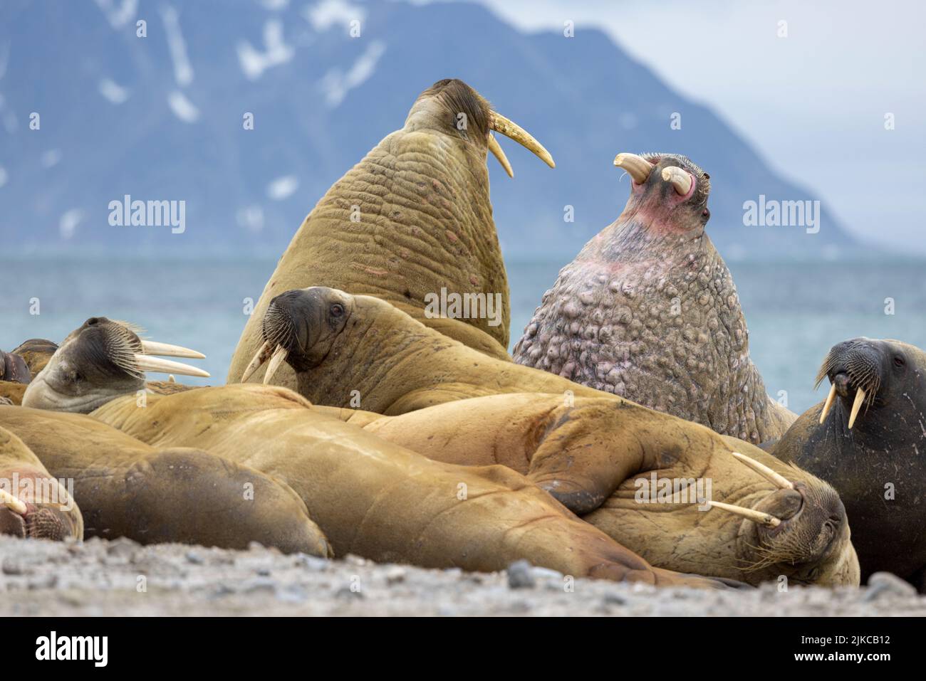 Pod of walrus hi-res stock photography and images - Alamy