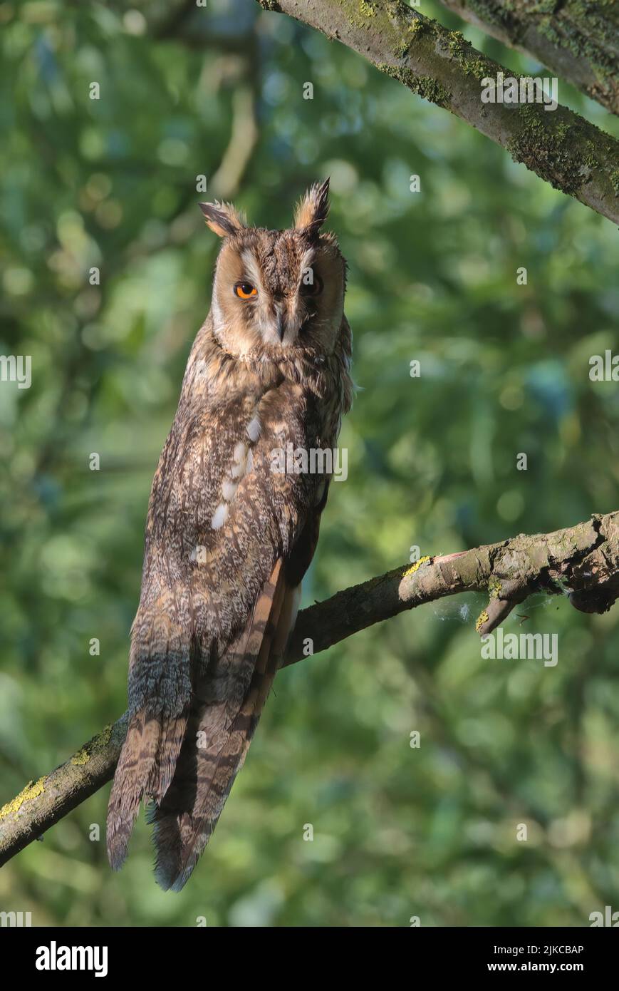 Long eared owls uk hi-res stock photography and images - Alamy