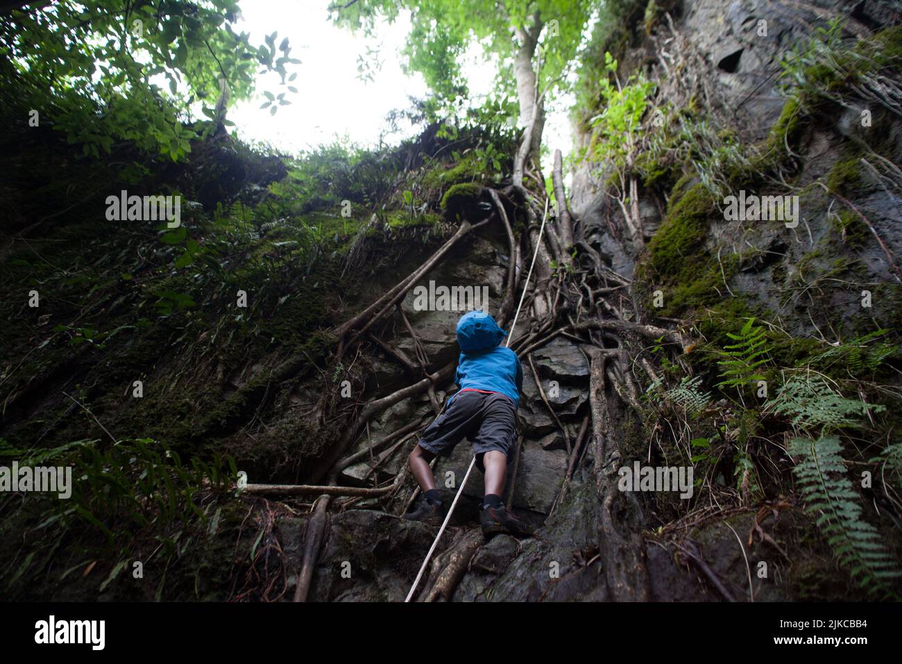 A boy climbing up on tree roots in the rainforest Stock Photo - Alamy
