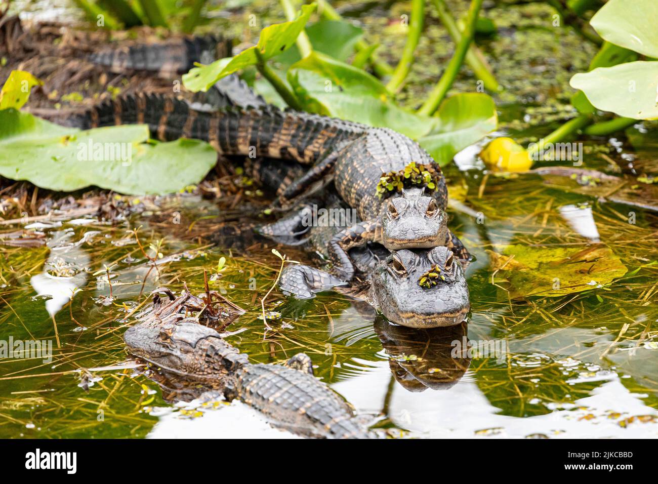 Crocodiles mating hi-res stock photography and images - Alamy