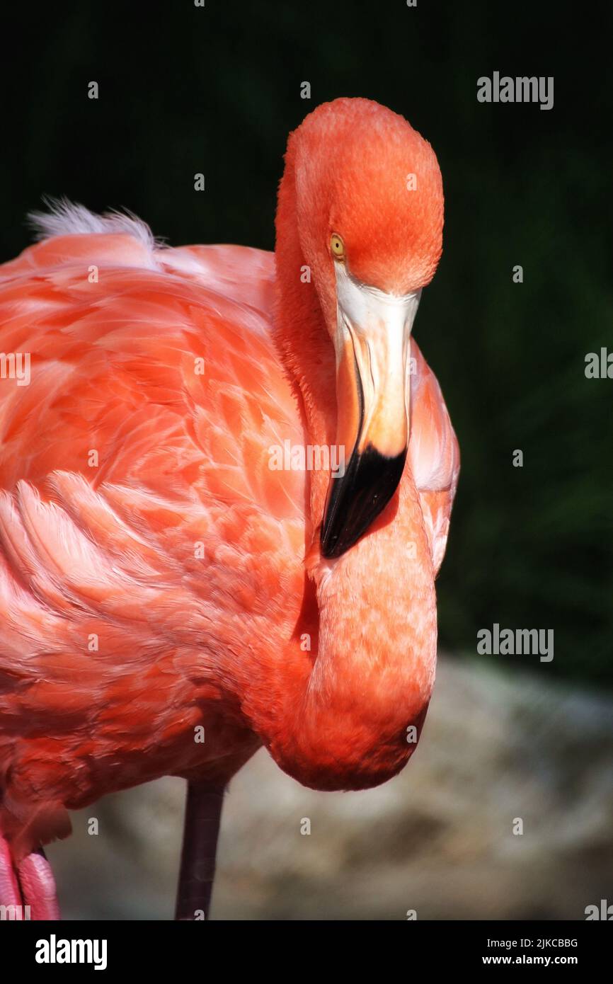 A vertical, close-up shot of a flamingo under the sunlight Stock Photo ...
