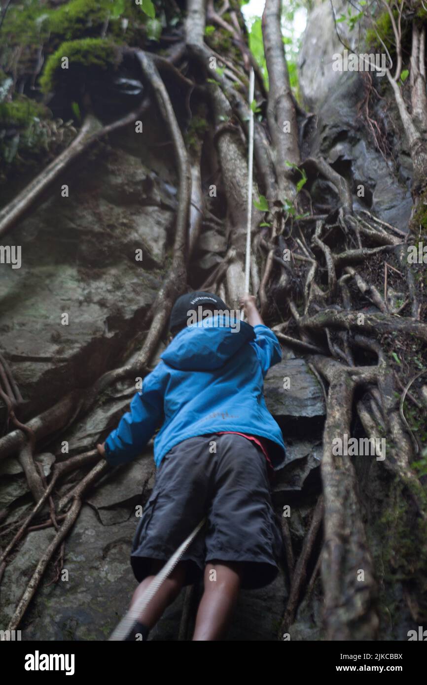 A boy climbing up on tree roots in the rainforest Stock Photo - Alamy