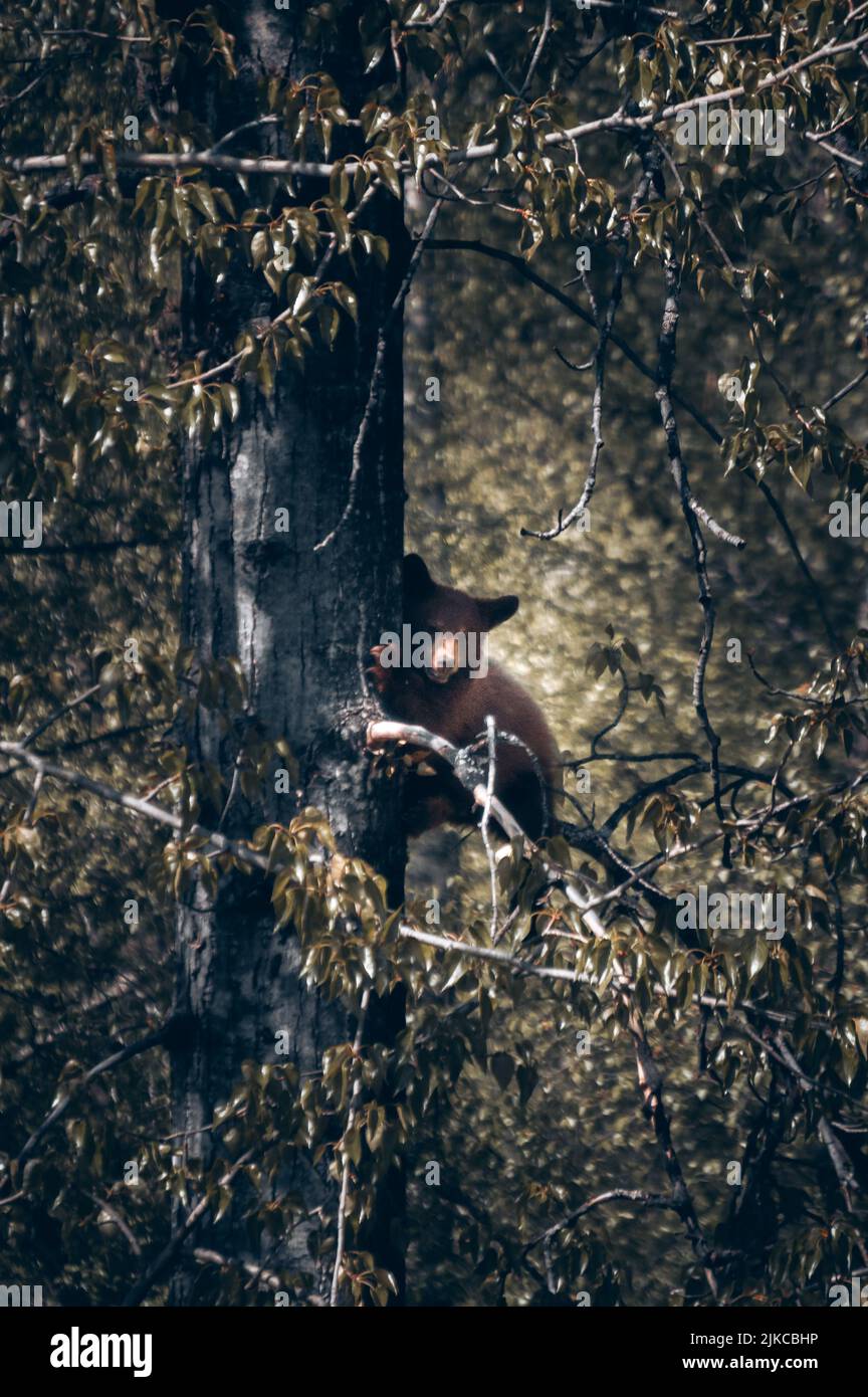 Bear chested hi-res stock photography and images - Alamy