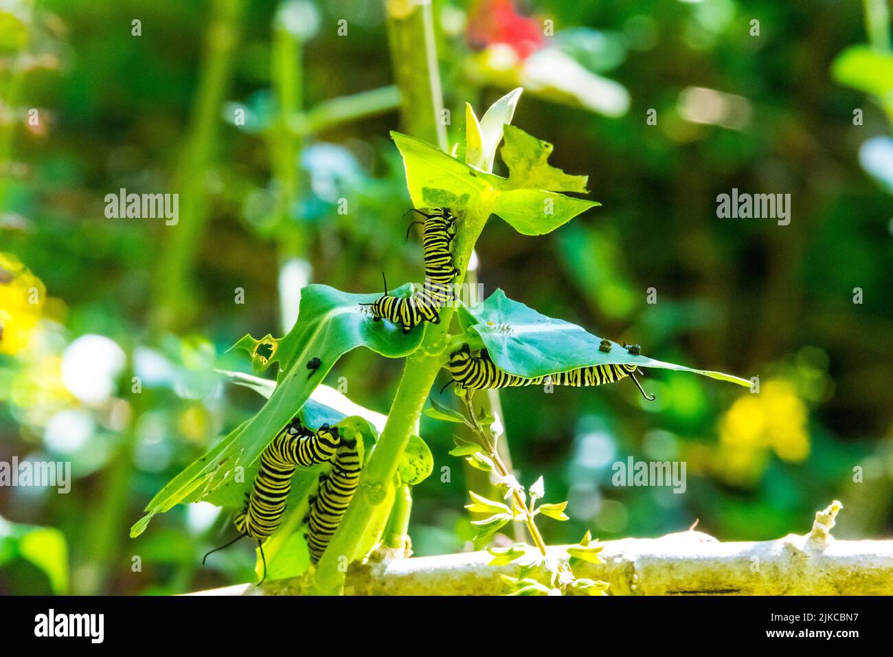 A group of green Caterpillars eating the leaves of the plant Stock ...