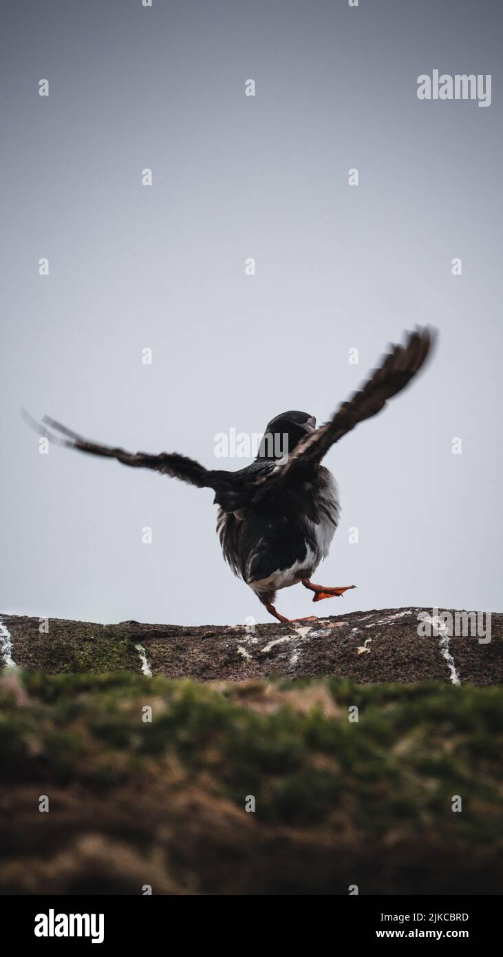 Wings waving hi-res stock photography and images - Alamy