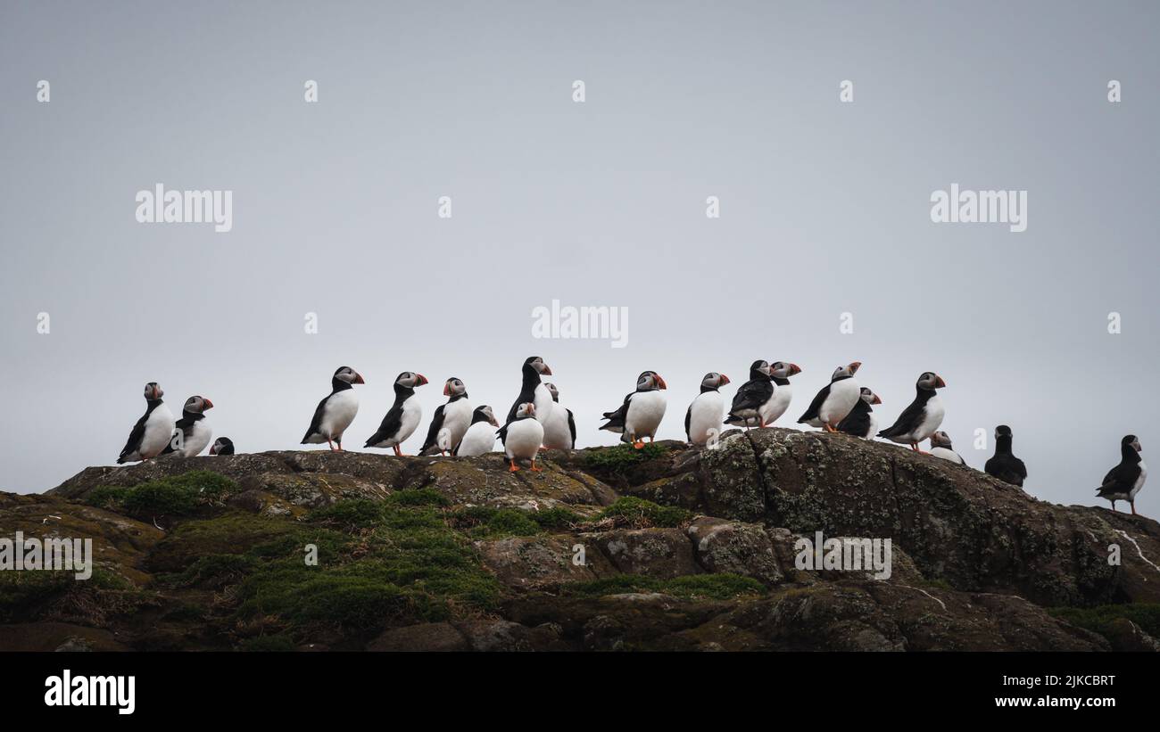 An Atlantic puffin bird colony standing on a coastal cliff with the sky ...