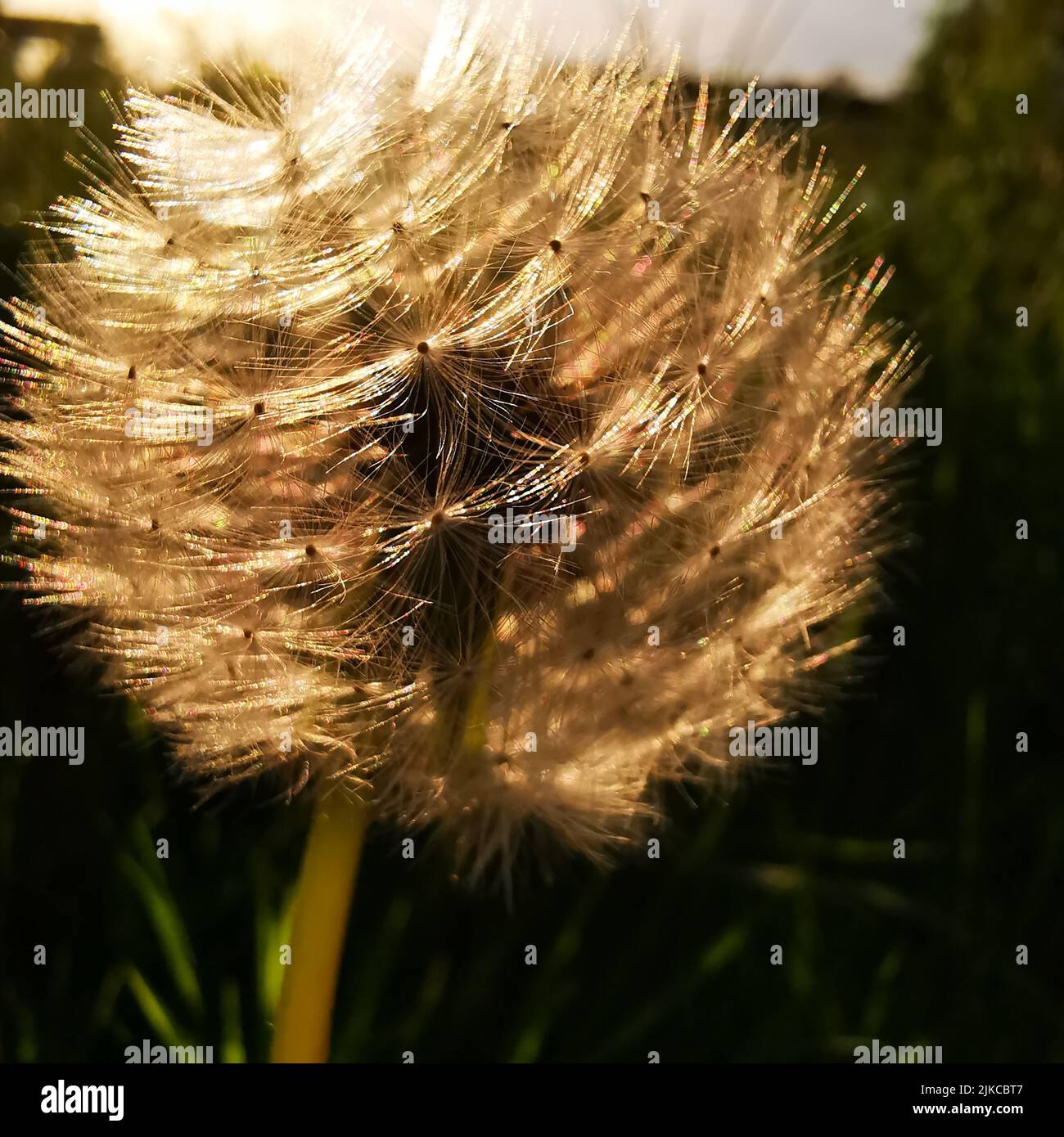 A closeup shot of a fluffy dandelion under the sunlight Stock Photo - Alamy