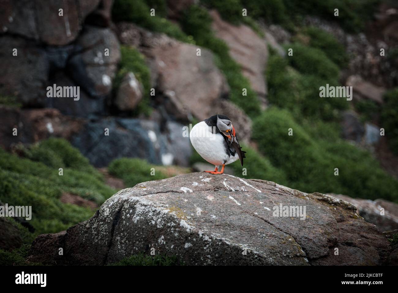 An Atlantic puffin bird standing on a coastal cliff and scratching its ...