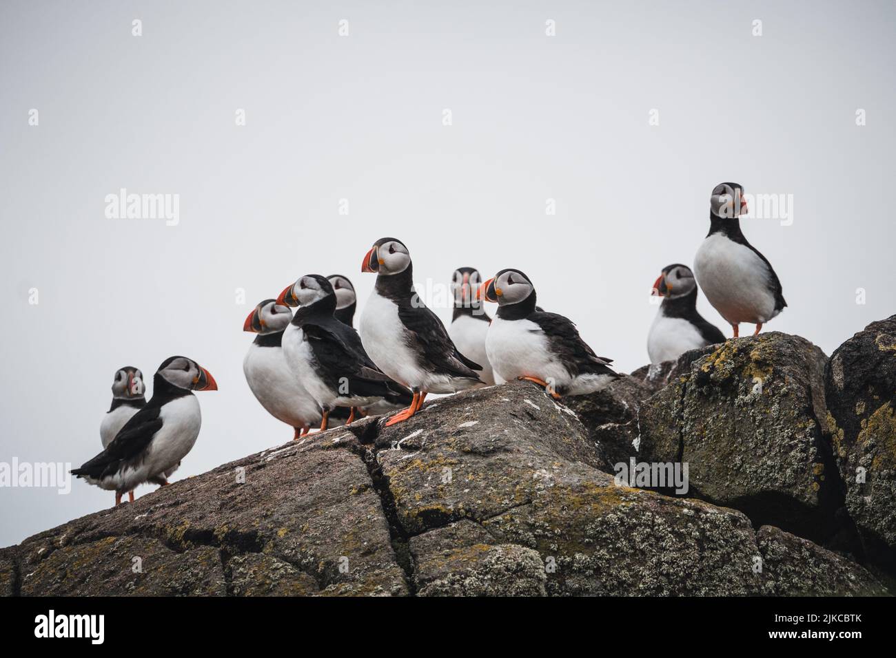 An Atlantic puffin bird colony standing on a coastal cliff with the sky ...