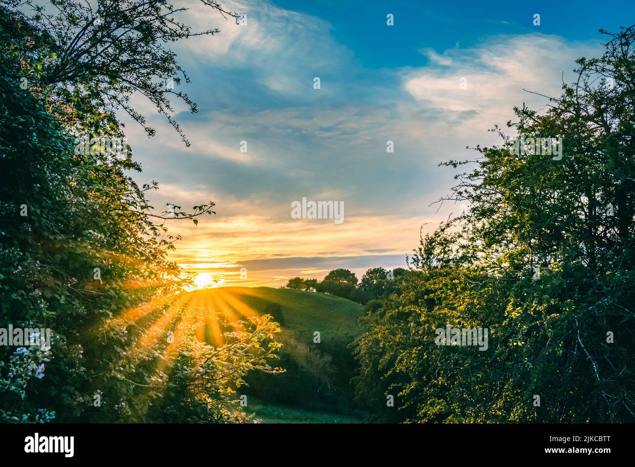 A green field on a sunny day, surrounded by trees, at sunset Stock ...
