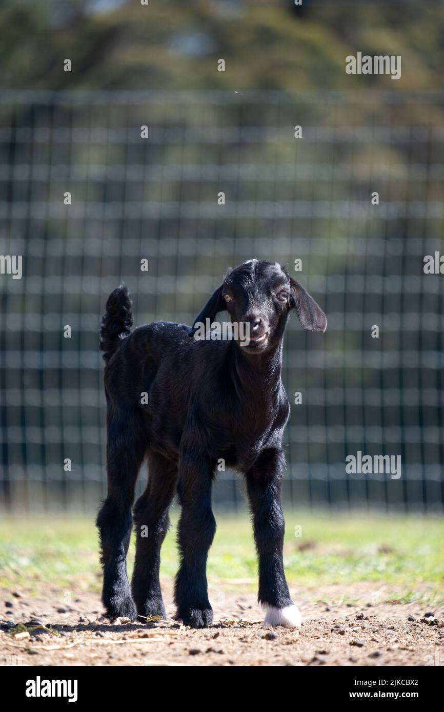 Baby Black Goat