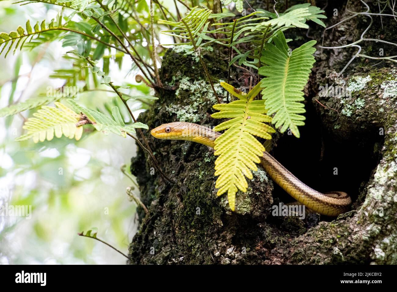 A closeup shot of a Compsophis laphystius snake peeking out of a tree ...