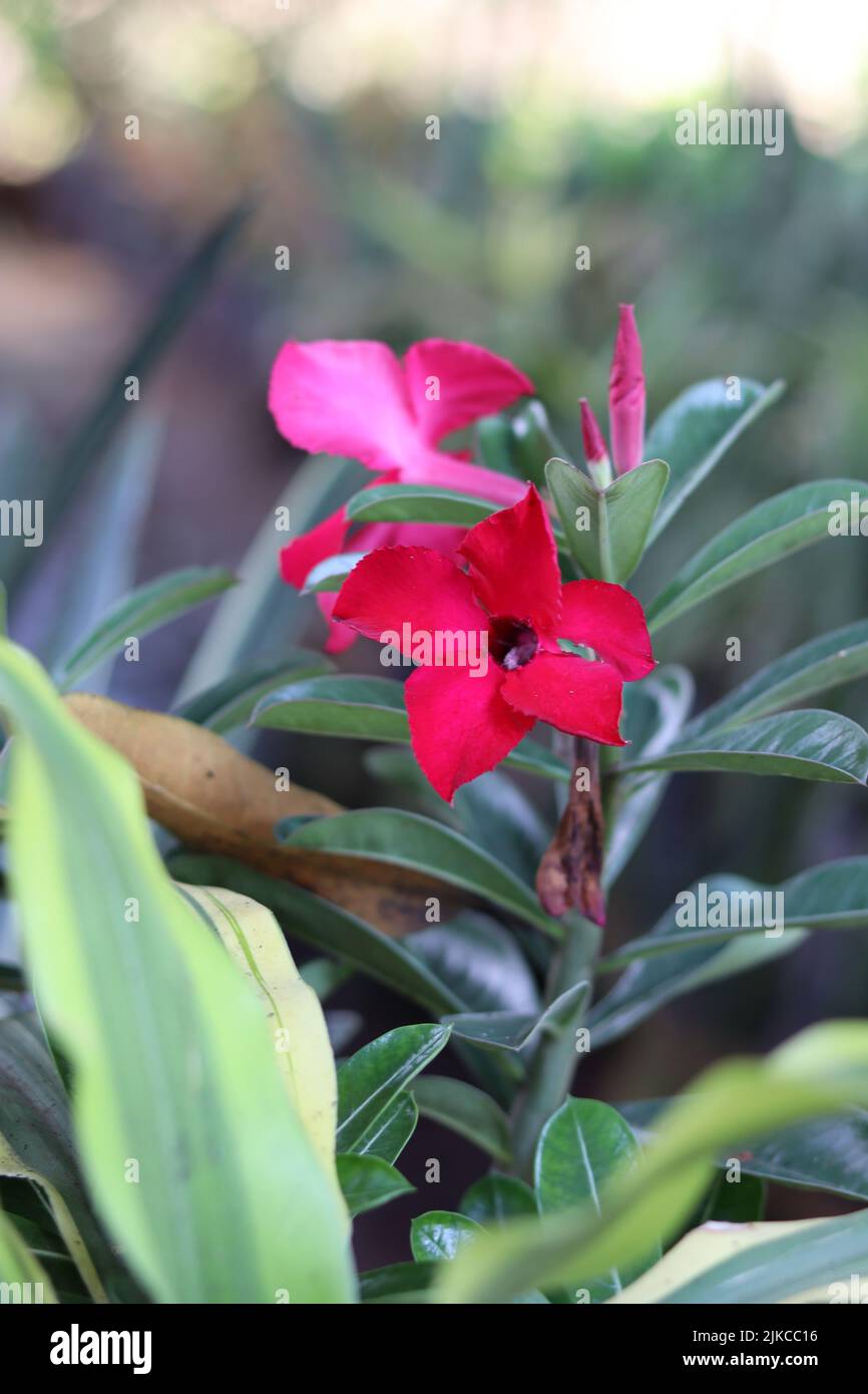Closeup shot adenium flower hi-res stock photography and images - Alamy