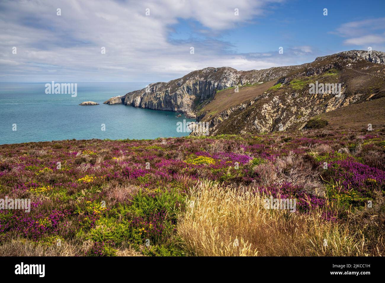 North Stack across the flowering heather from the Wales Coast Path ...