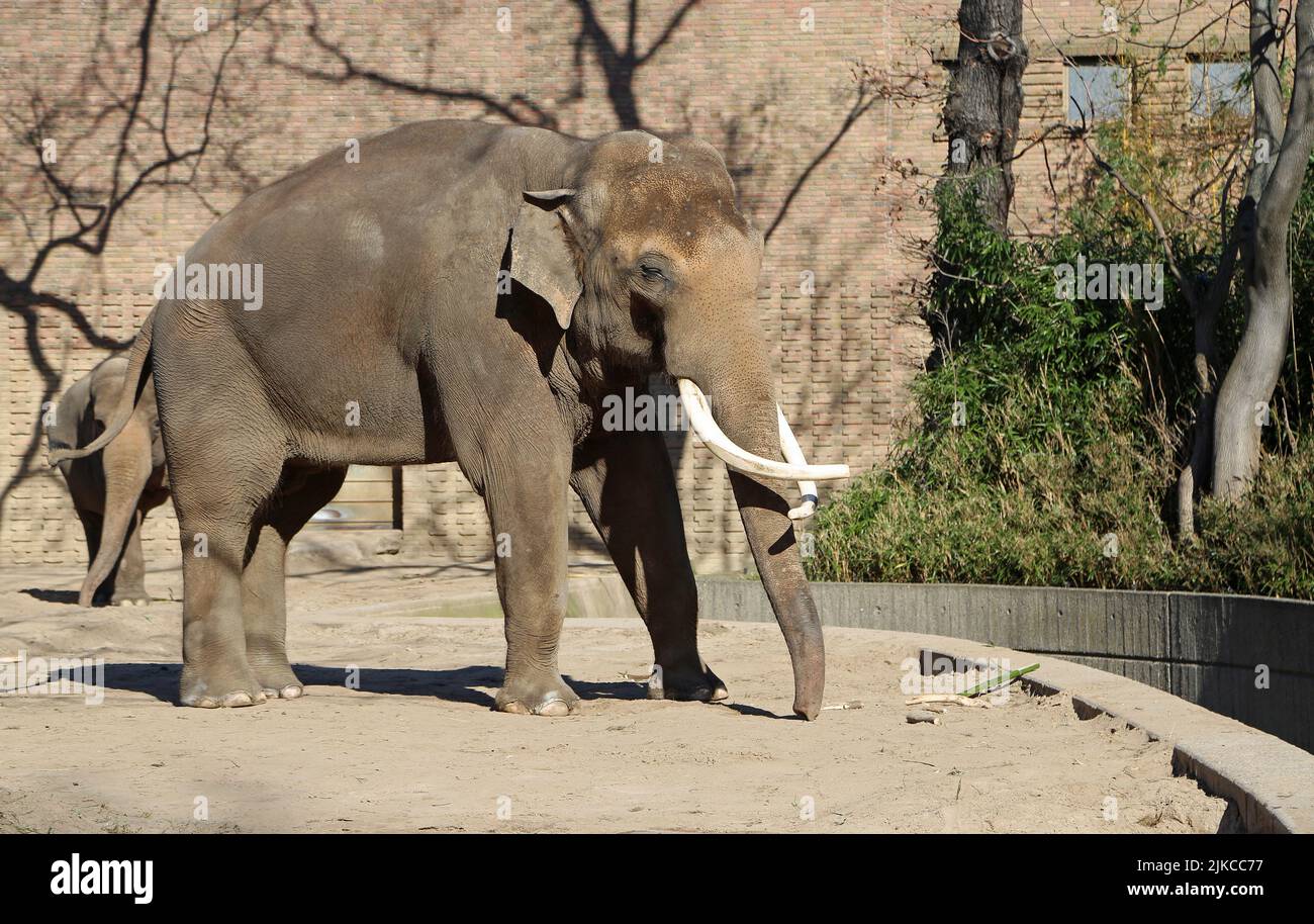 Asian elephant trunk hi-res stock photography and images - Alamy