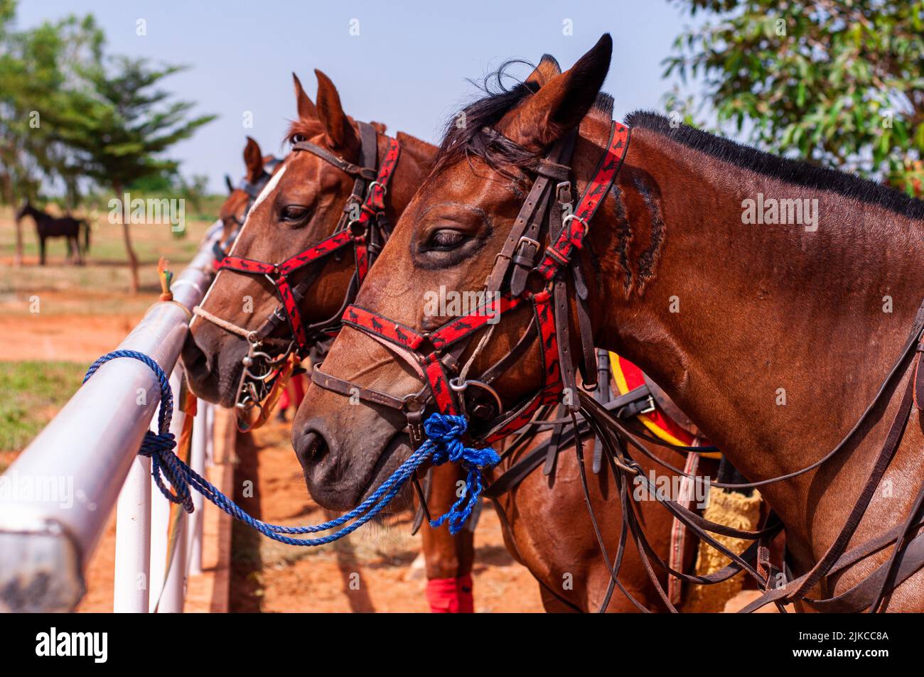 Horseback ball game hi-res stock photography and images - Alamy