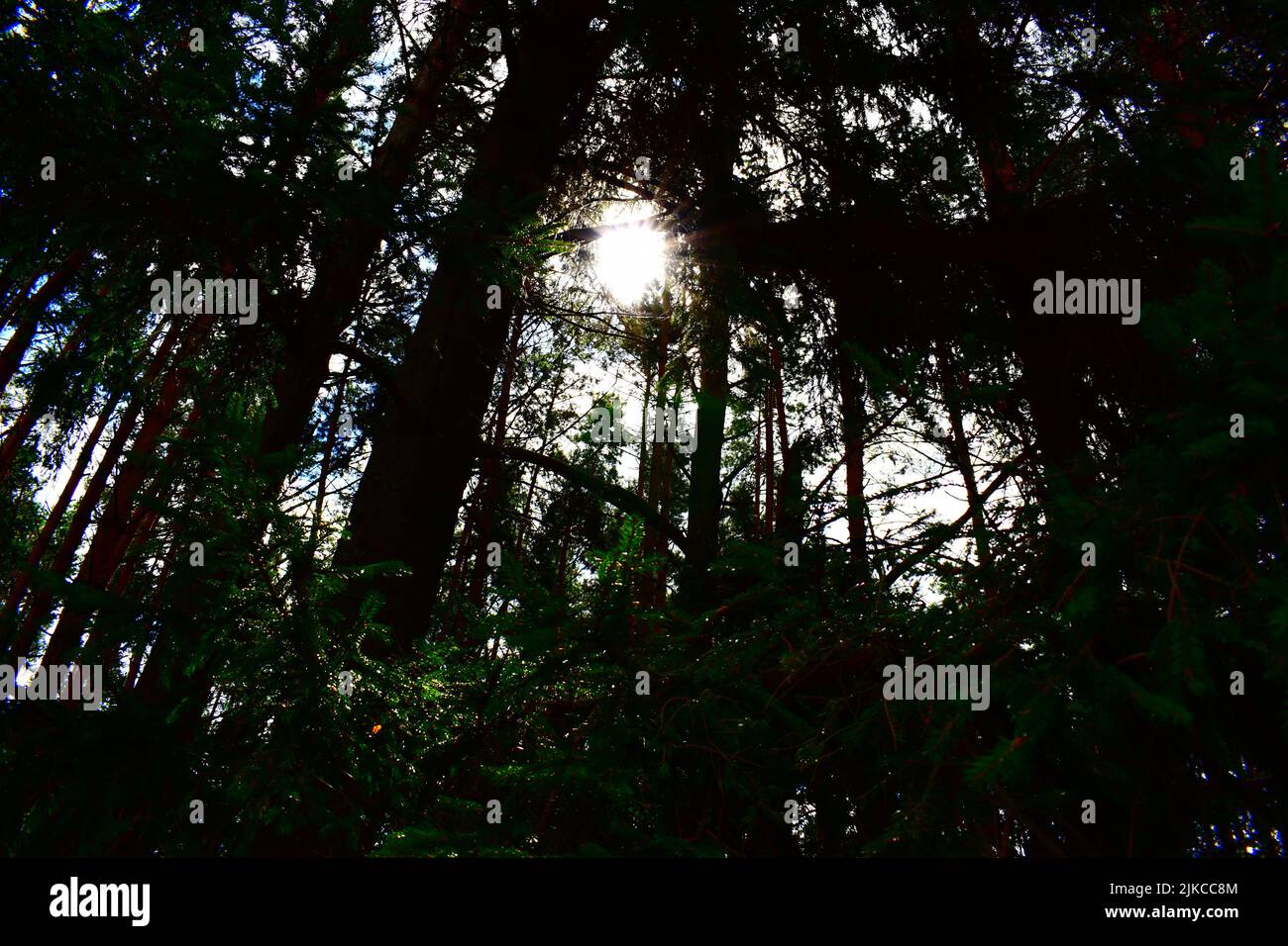 Tall tress and forest hi-res stock photography and images - Alamy