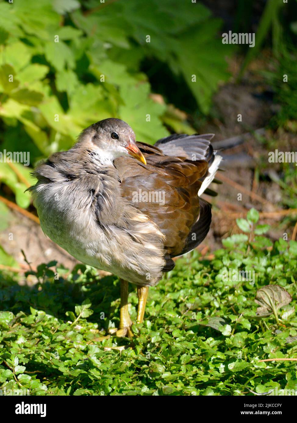 Juvenile Eurasian Common Moorhen (Gallinula chloropus) on aquatic ...