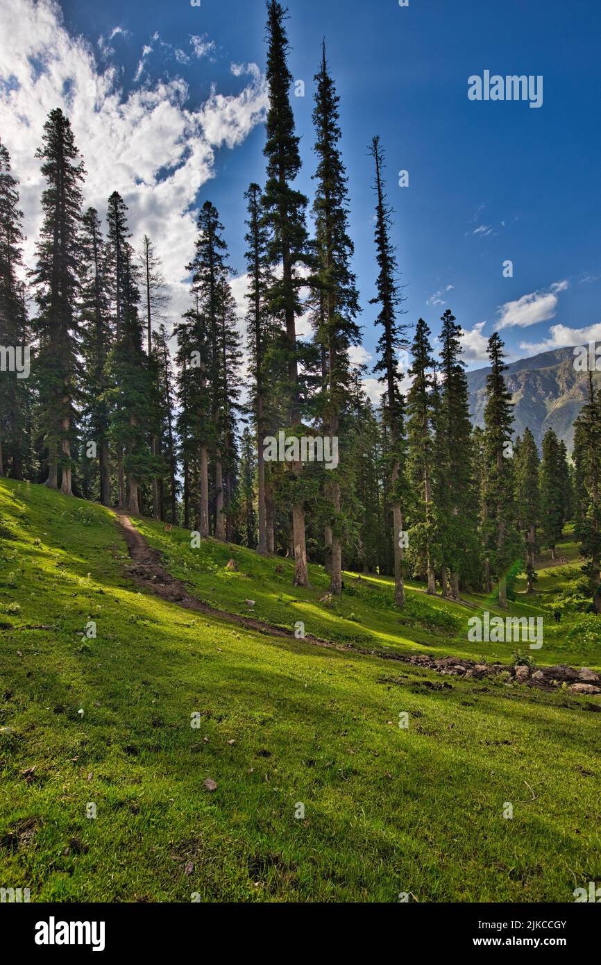 A vertical shot of tall pine trees forest on the hill in late spring ...