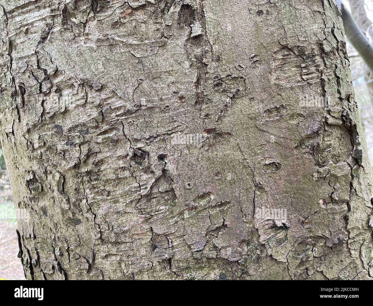 The details of the tree bark texture Stock Photo - Alamy