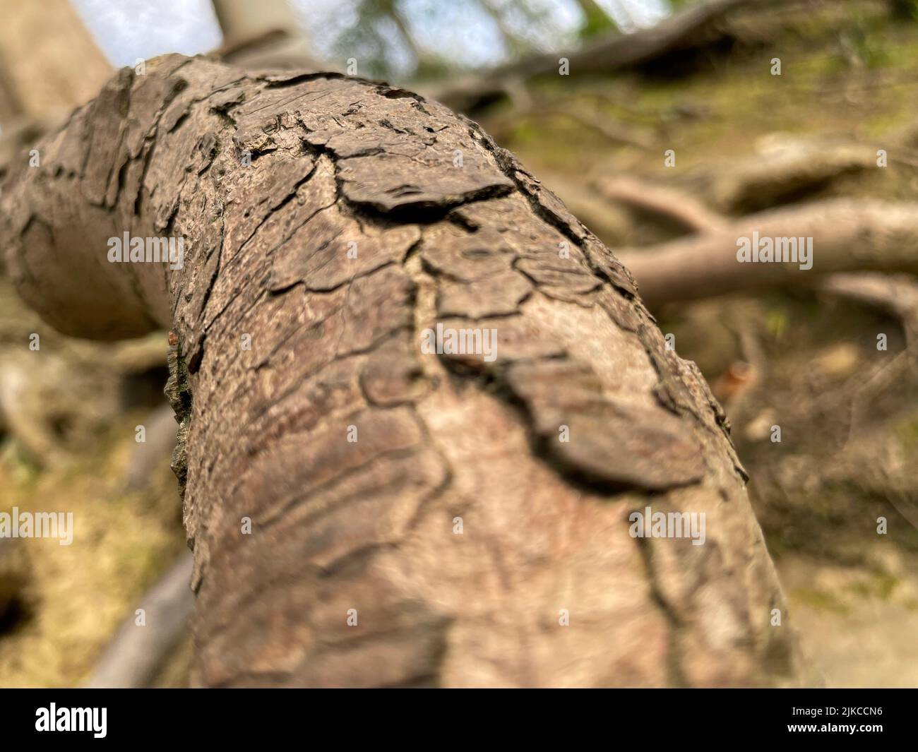 A closeup of a thick tree branch with cracks Stock Photo - Alamy
