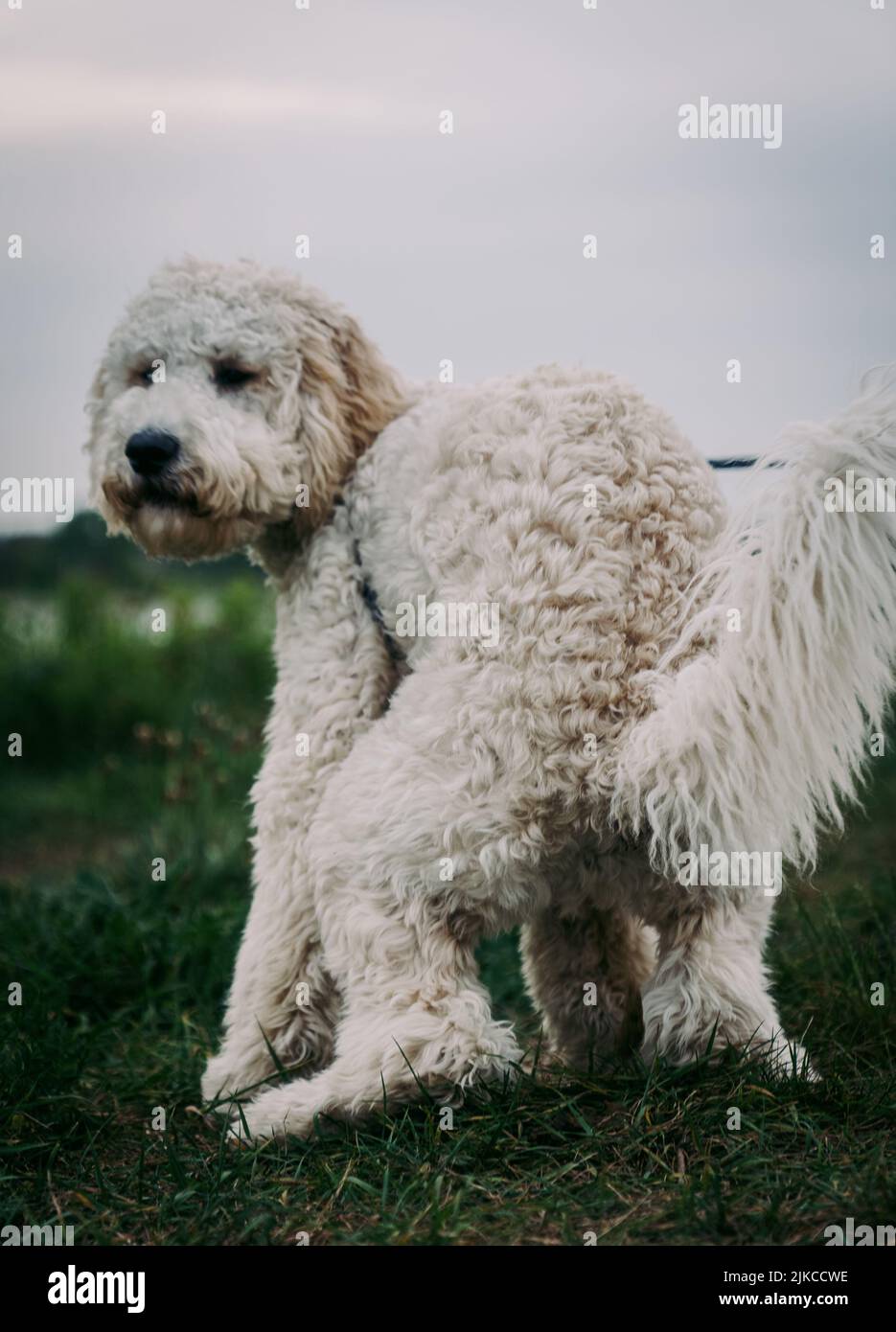 Groodle dog hi-res stock photography and images - Alamy