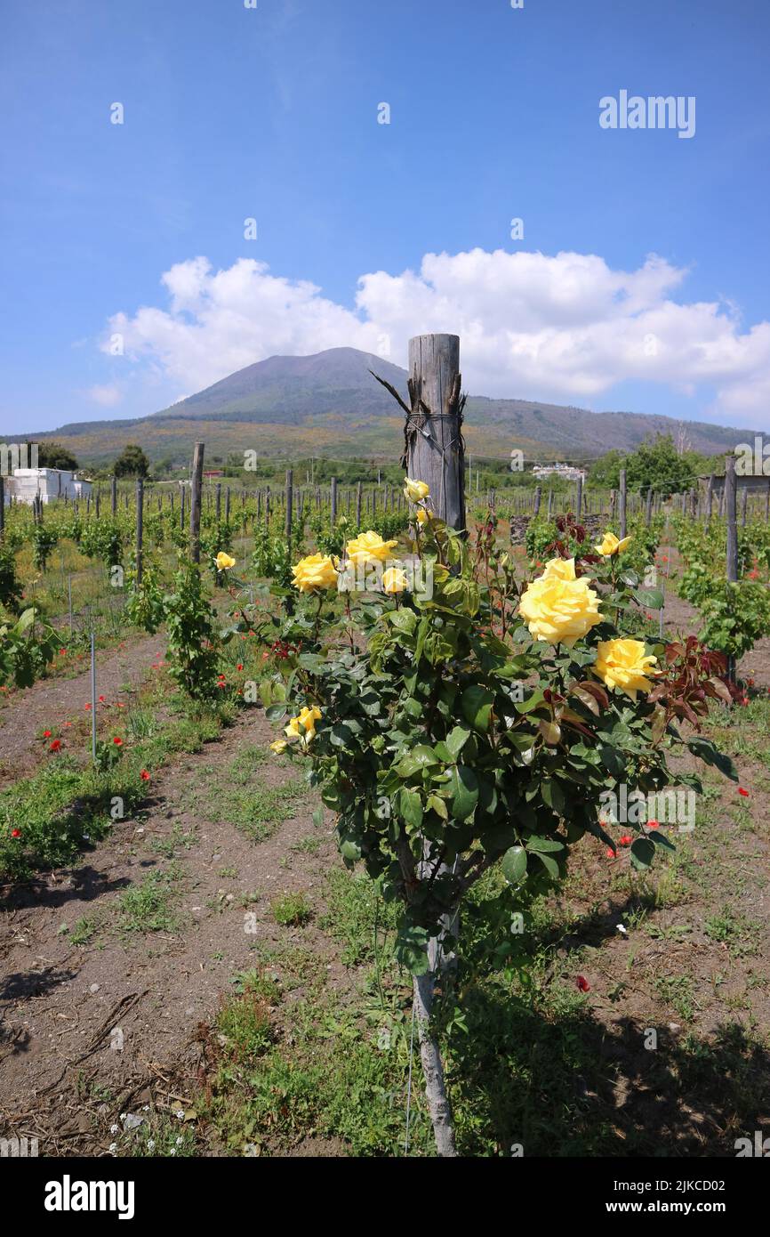 Golden fire roses hi-res stock photography and images - Alamy