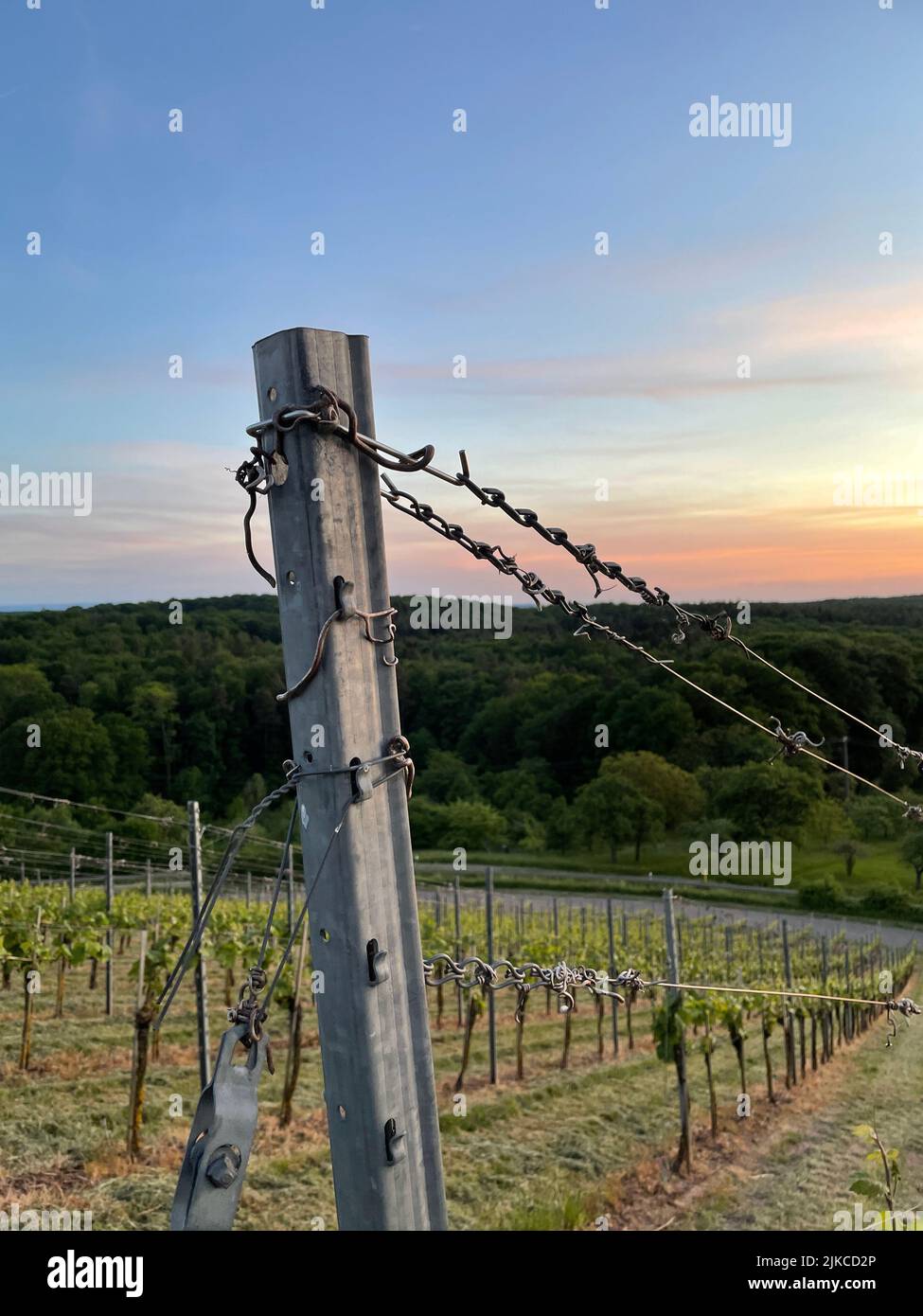 The metal wired fence enclosure for the vineyard, vertical Stock Photo ...