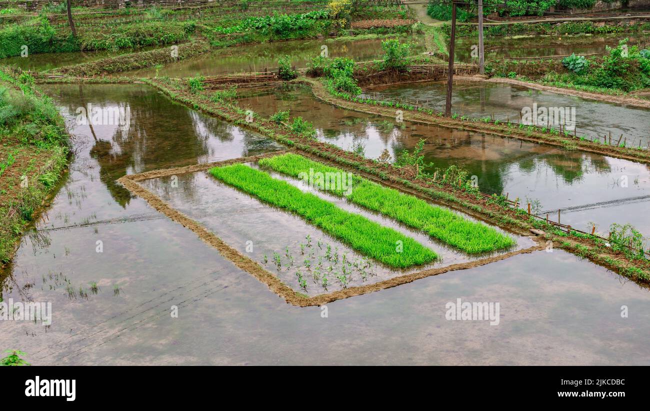 A beautiful agricultural field - rice cultivation Stock Photo - Alamy