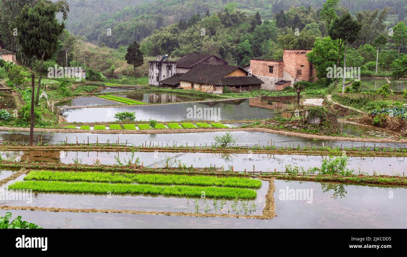 A beautiful water fields with old houses and evergreen trees in the ...