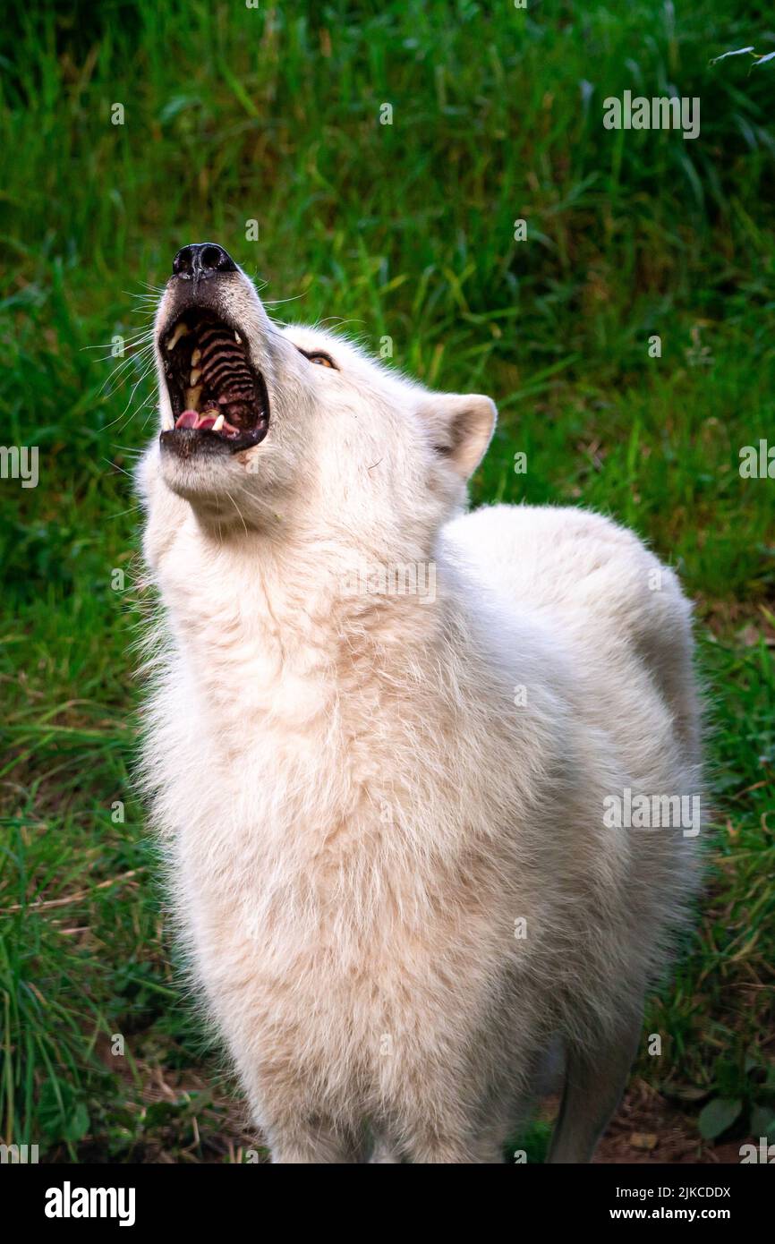 A Portrait of a white Arctic wolf (Canis lupus arctos) yawning on a ...