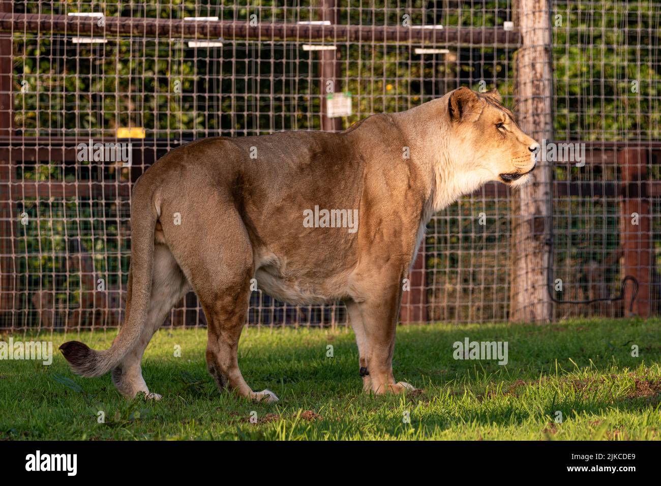 An Asiatic lion walking on grass in a cage in a zoo park Stock Photo ...