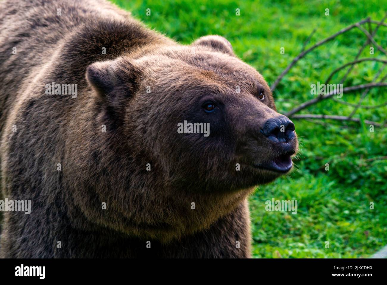 A Marsican brown bear sitting in a grass looking aside Stock Photo - Alamy