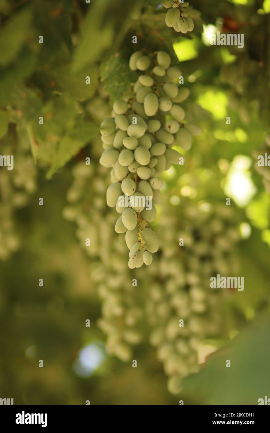 Vine wallpaper hi-res stock photography and images - Alamy