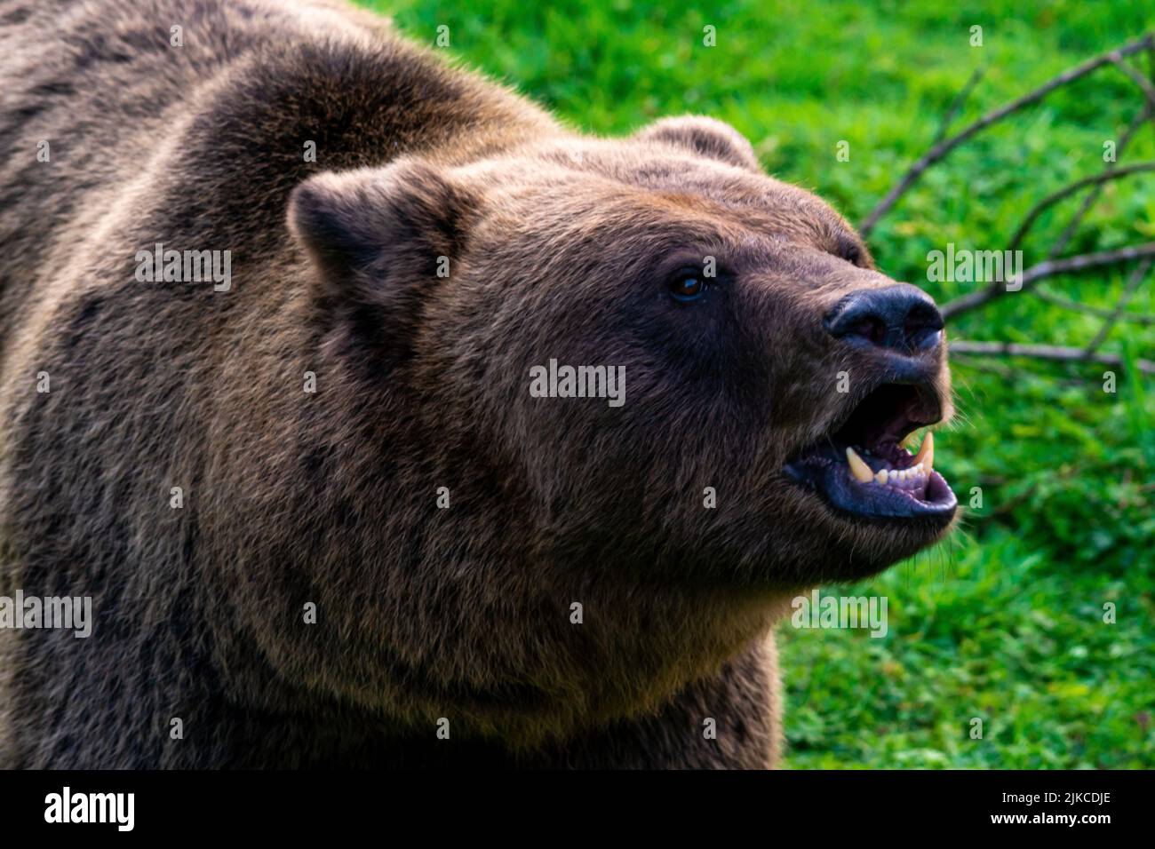 Marsican bear hi-res stock photography and images - Alamy