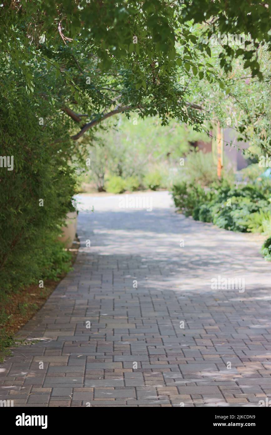 A vertical shot of a pathway under green trees in a park Stock Photo ...