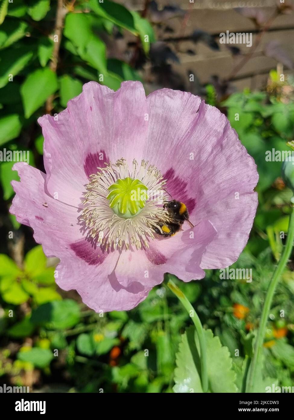 a closeup of a beautiful opium poppy flower with a honey bee on it ...