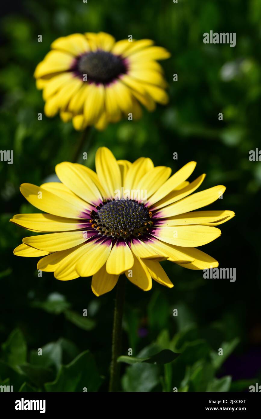 African daisy blue eyed beauty hi-res stock photography and images - Alamy
