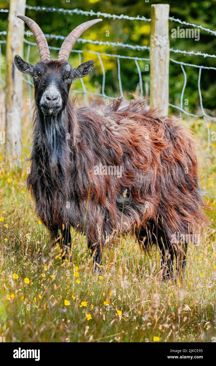 Vertical shot wild goat hi-res stock photography and images - Alamy