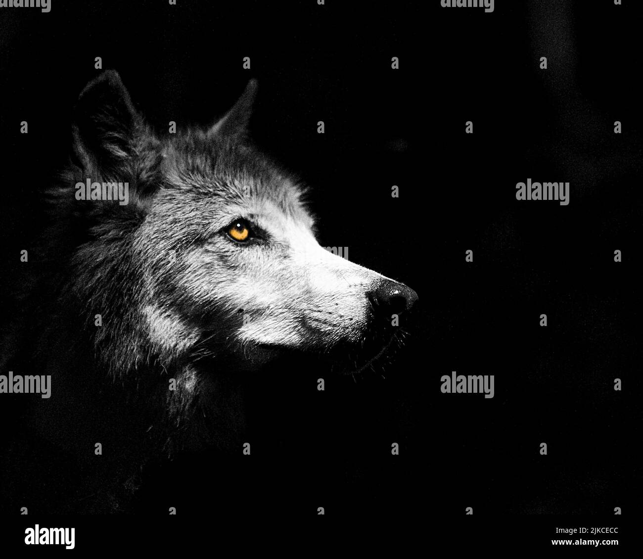 A closeup shot of a French mountain wolf on the black background in ...